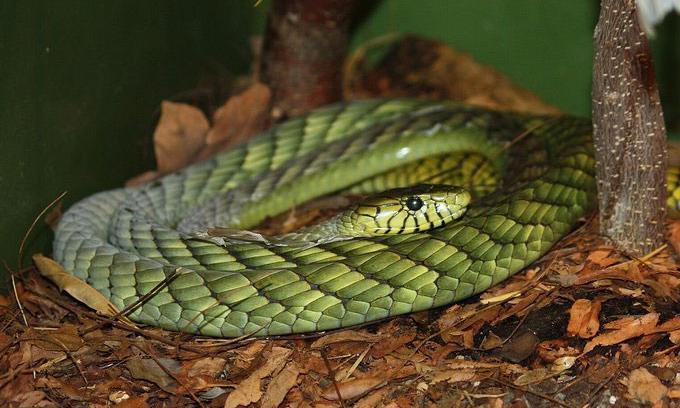 Police Release Poster For A Most Wanted Venomous Snake! | Police ...