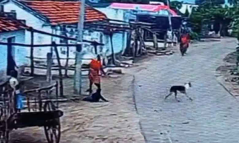 Stray Dog Menace Continues: Two Back-to-back Tragic Incidents! | Stray ...