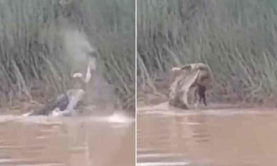 మహిళపై మొసలి దాడి.. అందరూ చూస్తుండగానే...! | Crocodile attack on woman ...