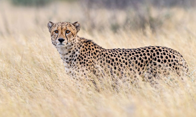 చిరుత ఎదురుపడితే ఏం చేయాలి? ఏం చేయకూడదు? | Cheetah Wild Animals
