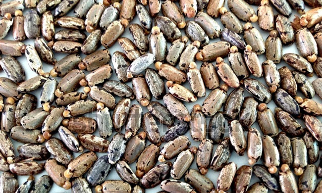 ప్రాణాల మీదకు తెచ్చిన చనక్కాయ గింజ | Cassava seed Even the doctors are ...