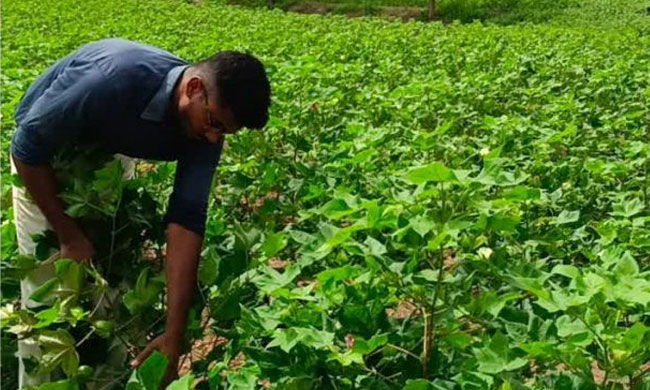 నీళ్లు లేకుండా సాగు.. 2 నెలలు బతికేస్తాయంటున్న కుర్రాడు | Young Farmer ...