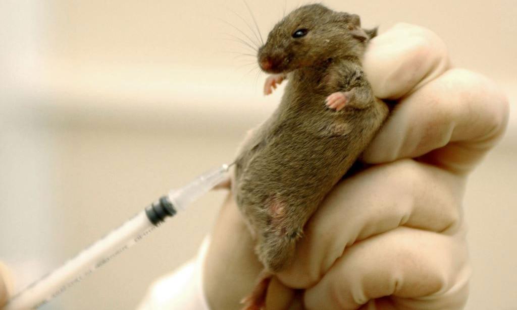 లీటరు ఎలుక పాలు అన్ని లక్షల రూపాయిలా? ఇంతకూ దేనికి వాడతారు? | Rat milk ...