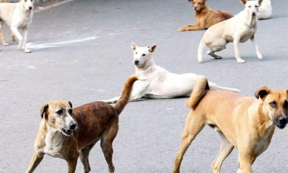 పసికందు ప్రాణం తీసిన కుక్కలు... హైదరాబాద్ లో మరో విషాదం! | Stray Dogs ...