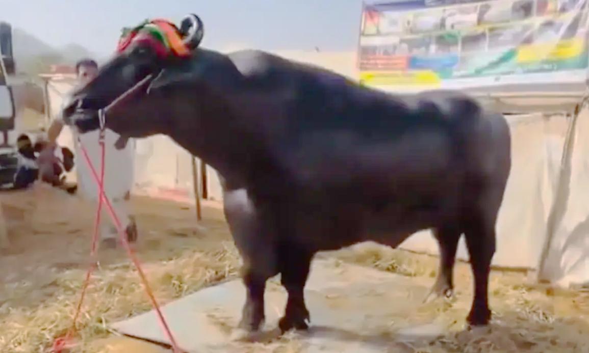 23 కోట్ల రూపాయల దున్న... దీని గురించి తెలుసుకోవాల్సిందే అన్న! | Haryana ...