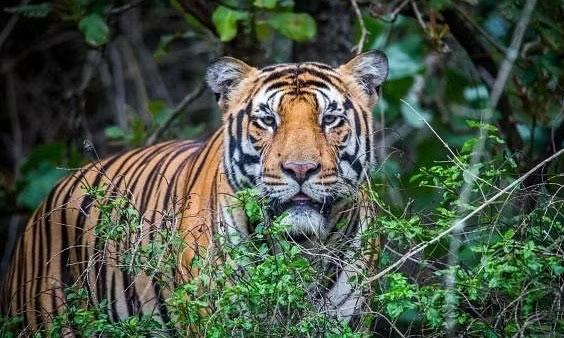 "Man-Eating Tiger Killed in Wayanad After Fatal Attacks on Locals ...