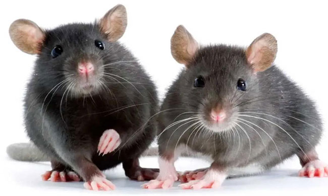 World Rat Day : ప్రపంచాన్ని వణికిస్తున్న ఎలుకల సమస్య.. భారత్ ఏ స్థానంలో ...