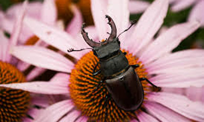 మనిషిని లక్షాధికారిని చేసే కీటకం... దీని గురించి తెలుసా? | India's ₹75 ...