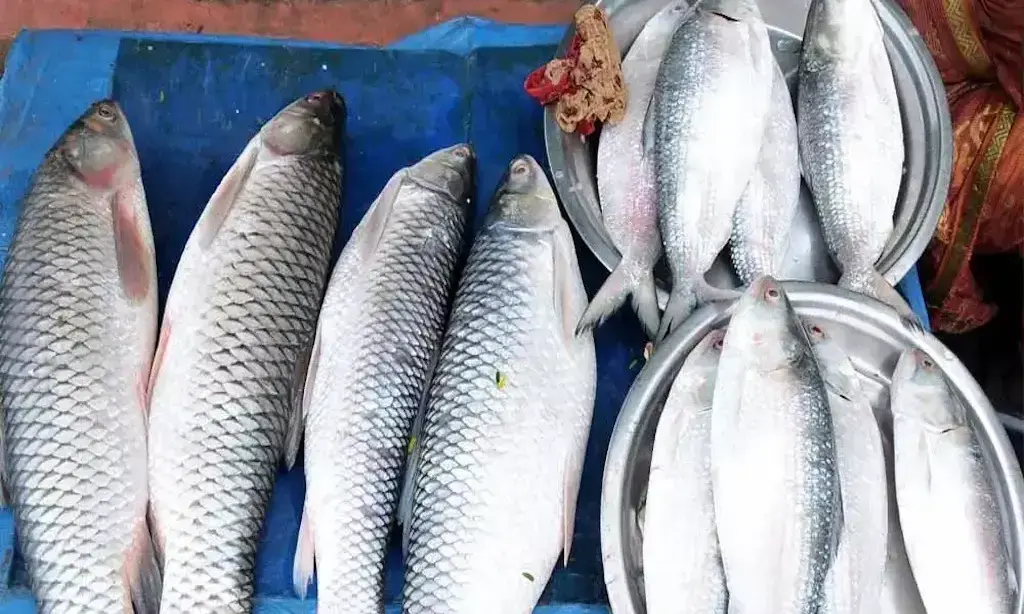 పులసకు ప్రత్యామ్నాయంగా విలస | The Decline of Pulasa Fish in Godavari ...