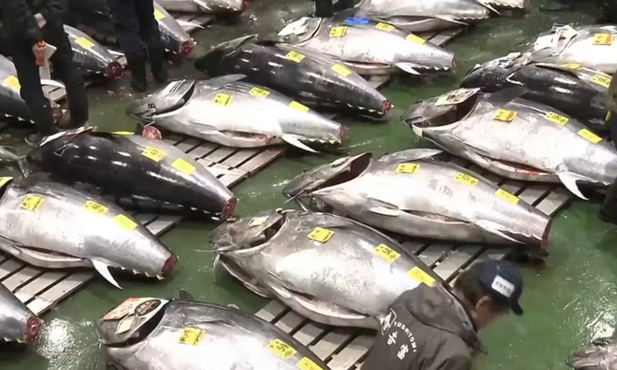 వామ్మో.. 29 కోట్లు పలికిన చేప.. అంత ప్రత్యేకత ఏంటో? | Record-Breaking ...