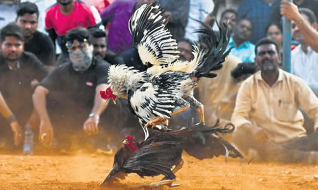 పందెం కోడి లక్ష...బరిలోకి దిగితే దూకుడే ! | Godavari Rooster fighting ...