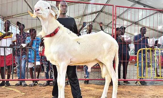 అవును.. ఆ మేక ఖరీదు రూ.కోటికి దగ్గర | Goat Worth ₹1 Crore? Senegal’s ...