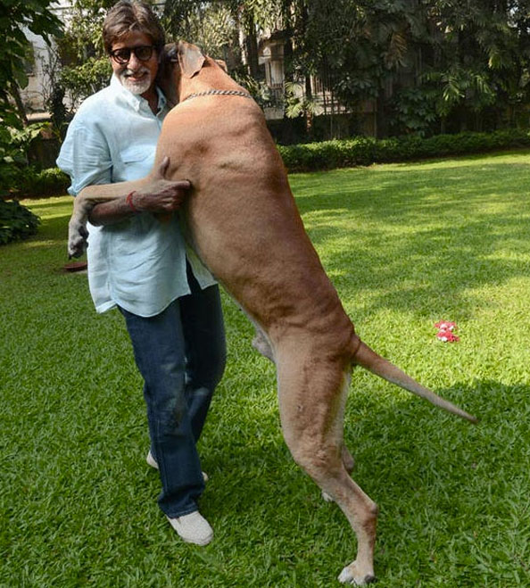 Caught on cam: Megastar touching moment with pet dog Caught on cam: Megastar touching moment with pet dog