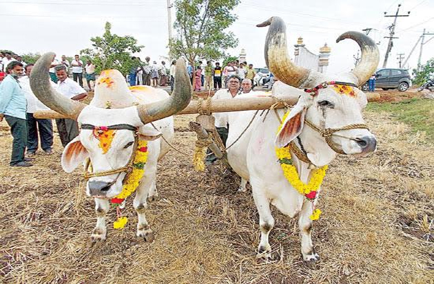 Caught On Cam: Baahubali Bulls!