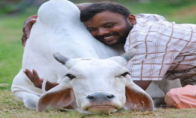 Cow Hug Day Celebrated Big Way, Beauty Of Our Tradition!